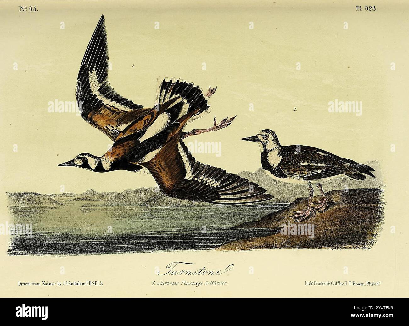 The, birds, of, America, New York, G.R, Lockwood, 1871, 1839, birds ...