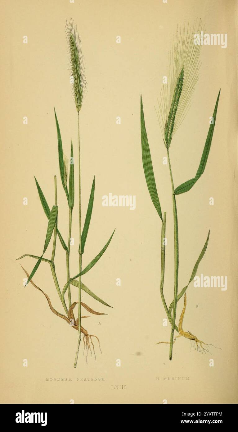 A natural history of British grasses, London, Groombridge, 1858, Great ...