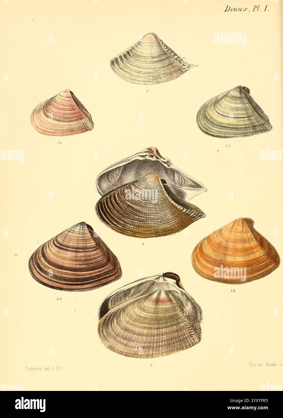 Conchologia iconica, Illustrations of the shells of molluscous animals ...
