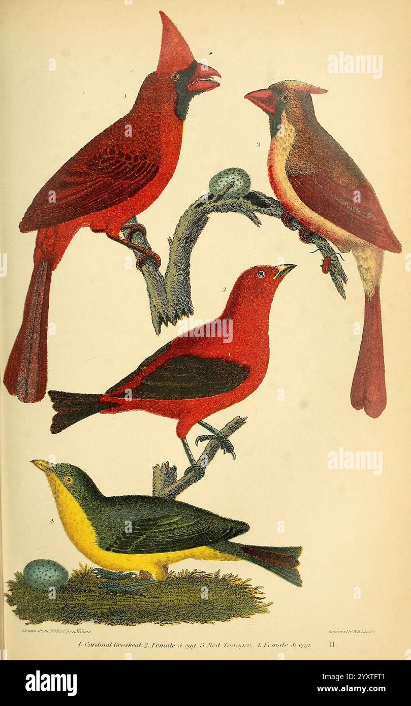 Cardinal nest hi-res stock photography and images - Alamy