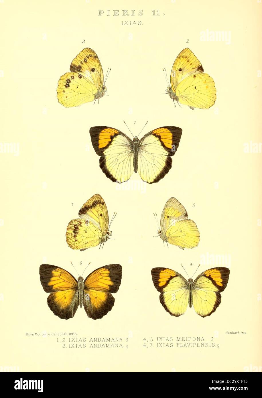 Rhopalocera, exotica, London, Gurney, Jackson, 1887-1902, butterflies ...
