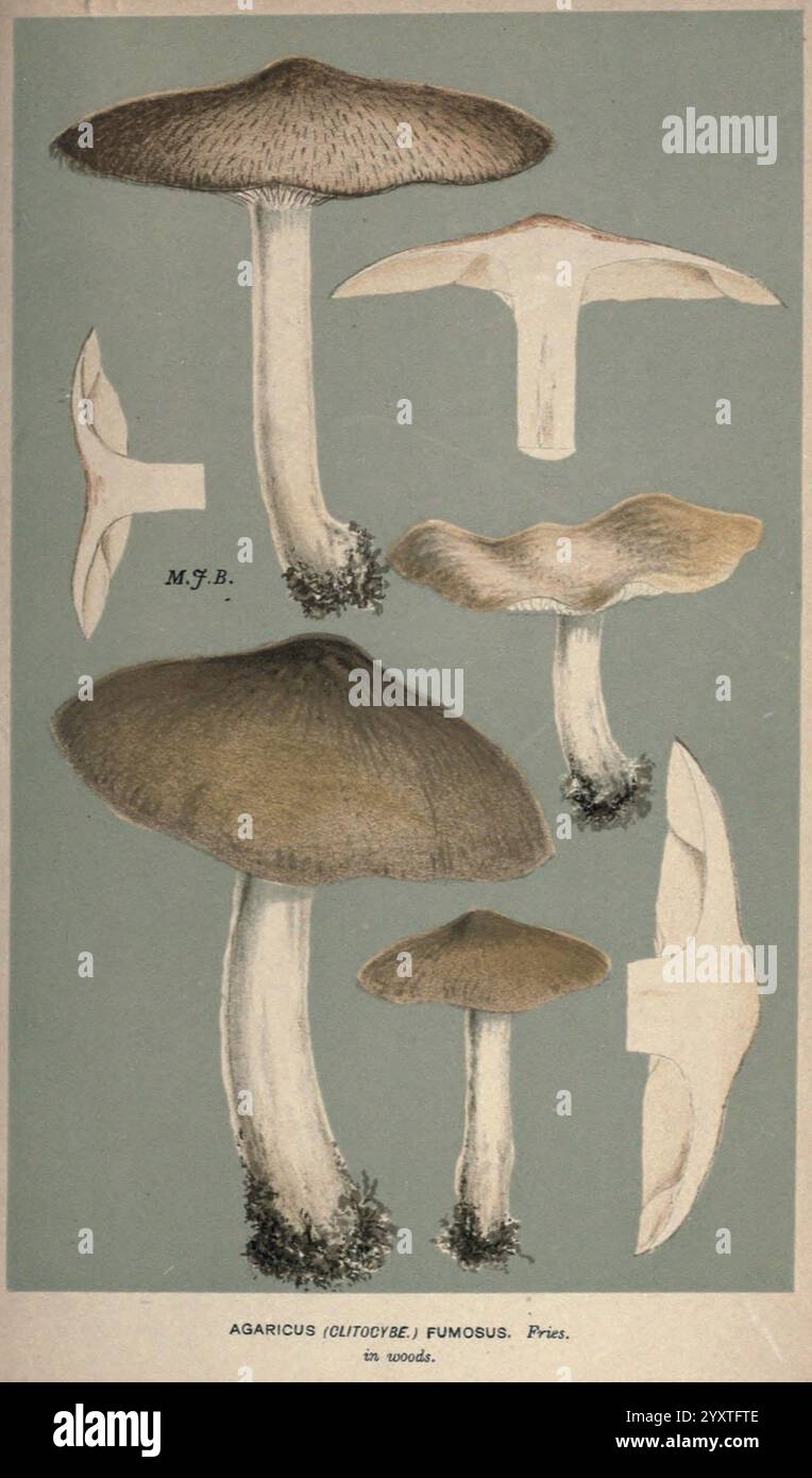 Rounded cap supported hi-res stock photography and images - Alamy