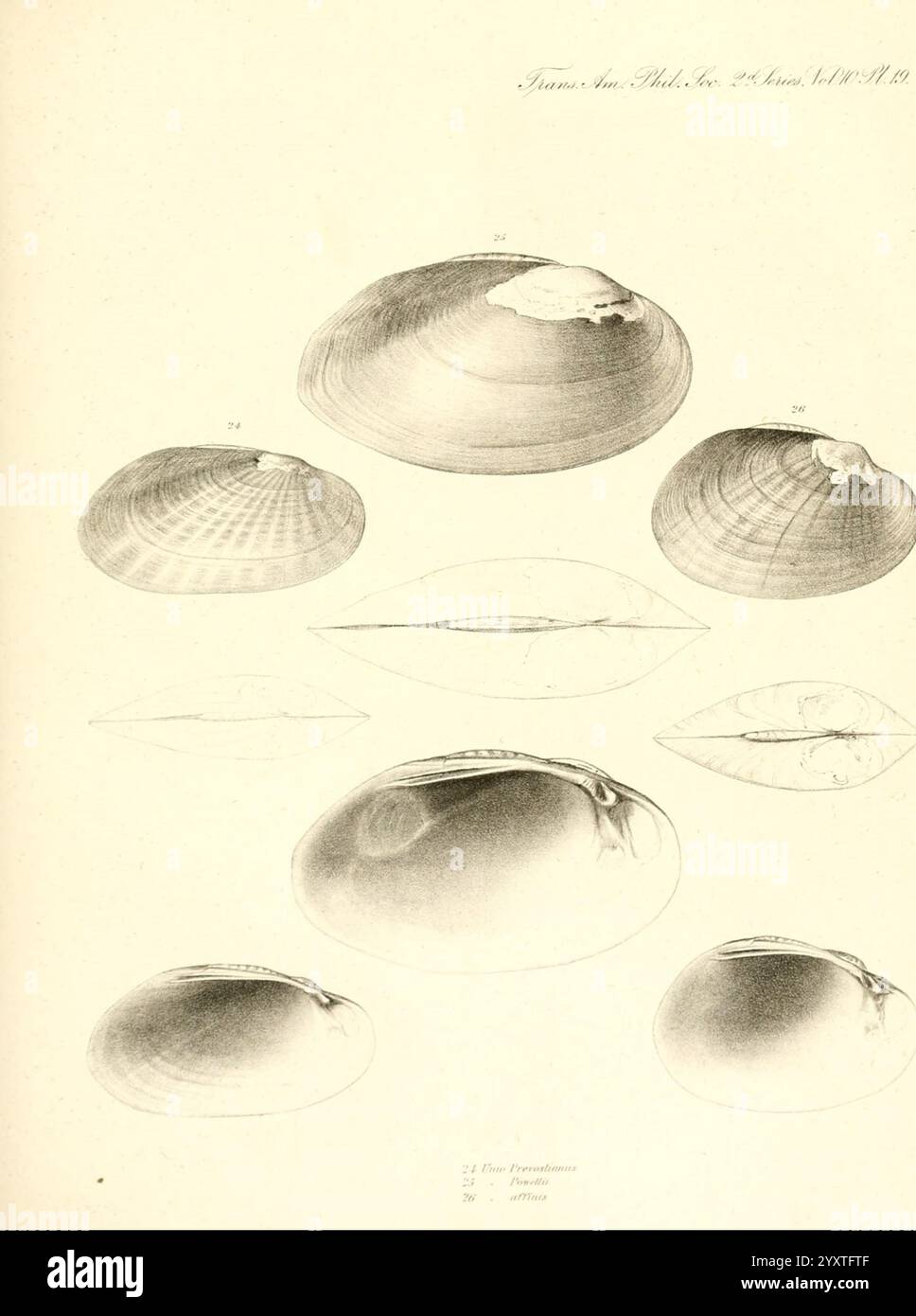 Marine life depictions hi-res stock photography and images - Alamy