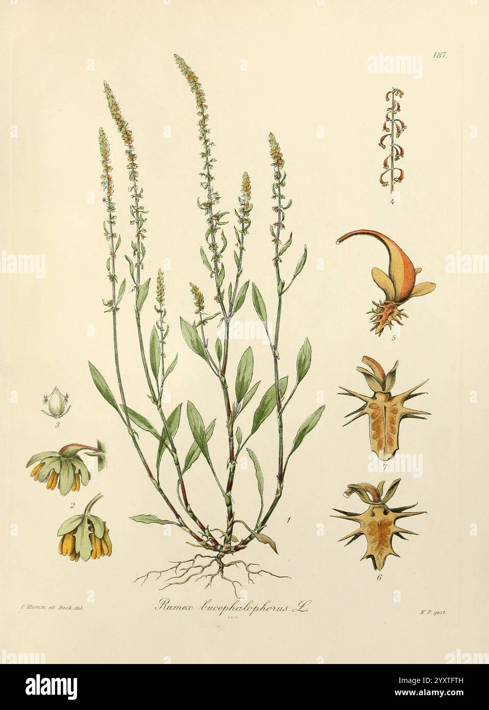 Plant species stachys ocymastrum l hi-res stock photography and images ...