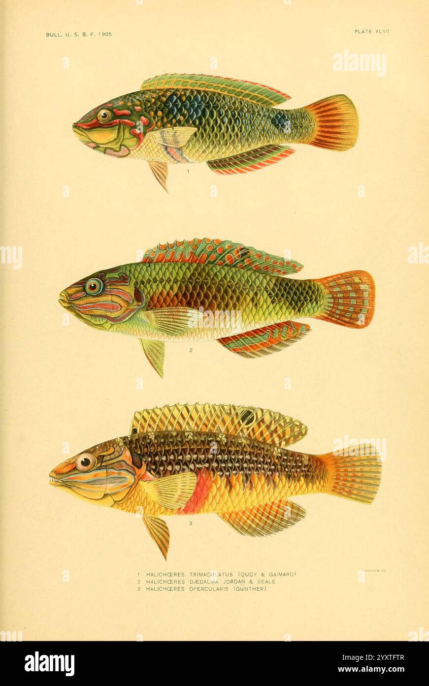 The, fishes, of, Samoa, Washington, Government, print, off, 1906 ...