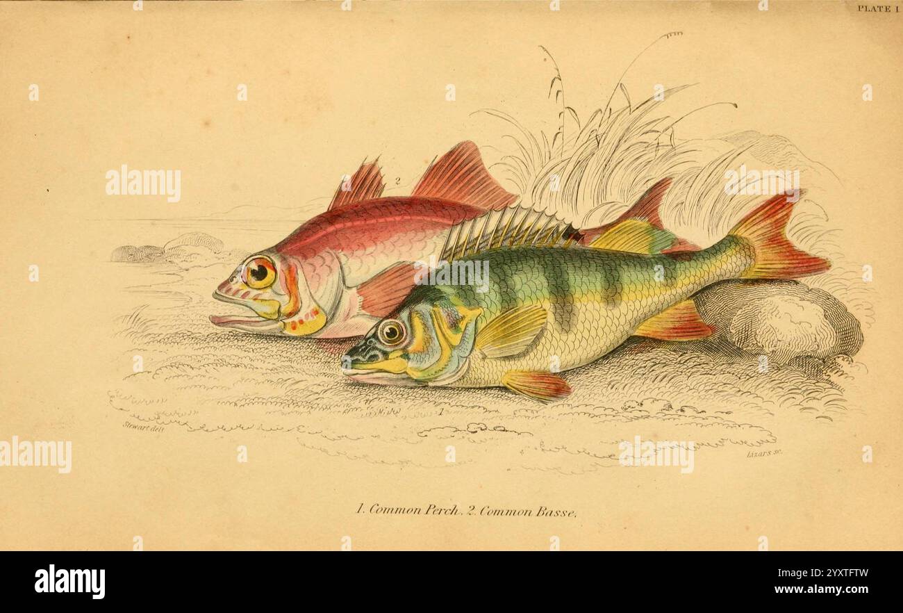 The natural history of British fishes. v. 1. Edinburgh, W. H. Lizars ...