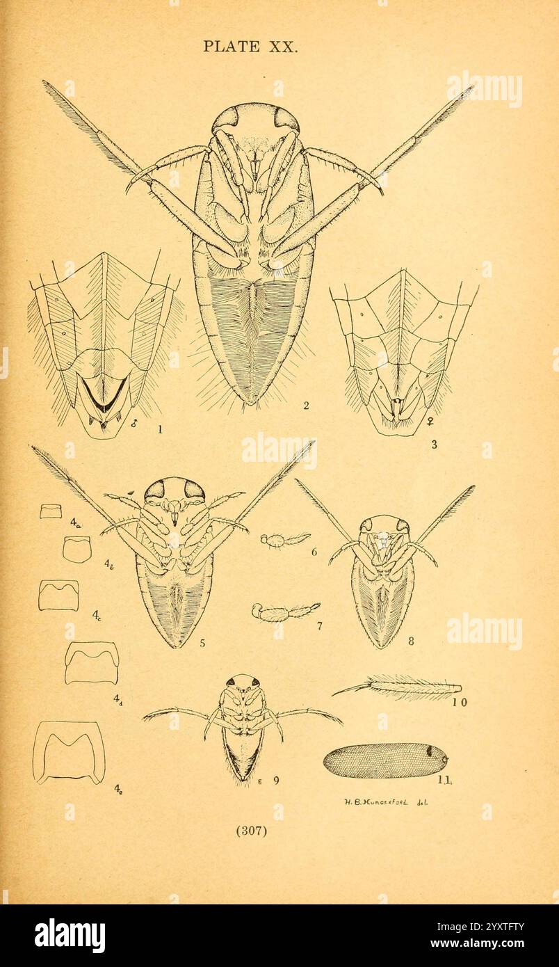 The, biology, and, ecology, of, aquatic, and, semi-aquatic, Hemiptera ...