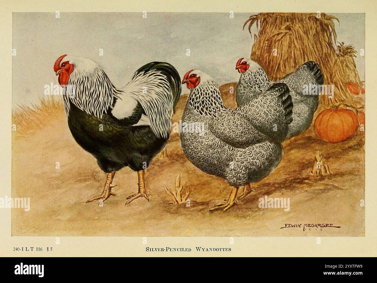 The book of poultry, New York, The Macmillan Company, 1921, poultry ...