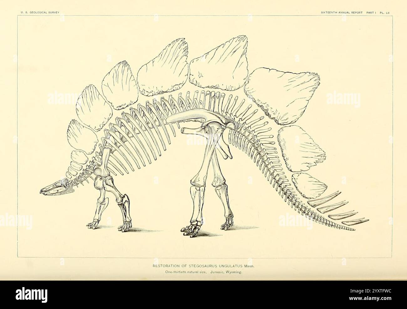 The dinosaurs of North America, Washington, Govt. Print, 1896 ...