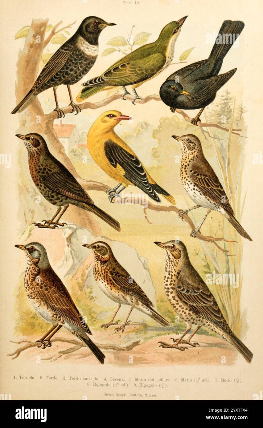 Top row features birds hi-res stock photography and images - Alamy