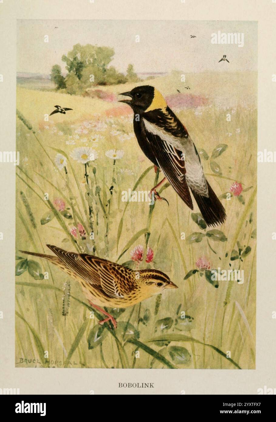 Scene depicts two bobolinks hi-res stock photography and images - Alamy