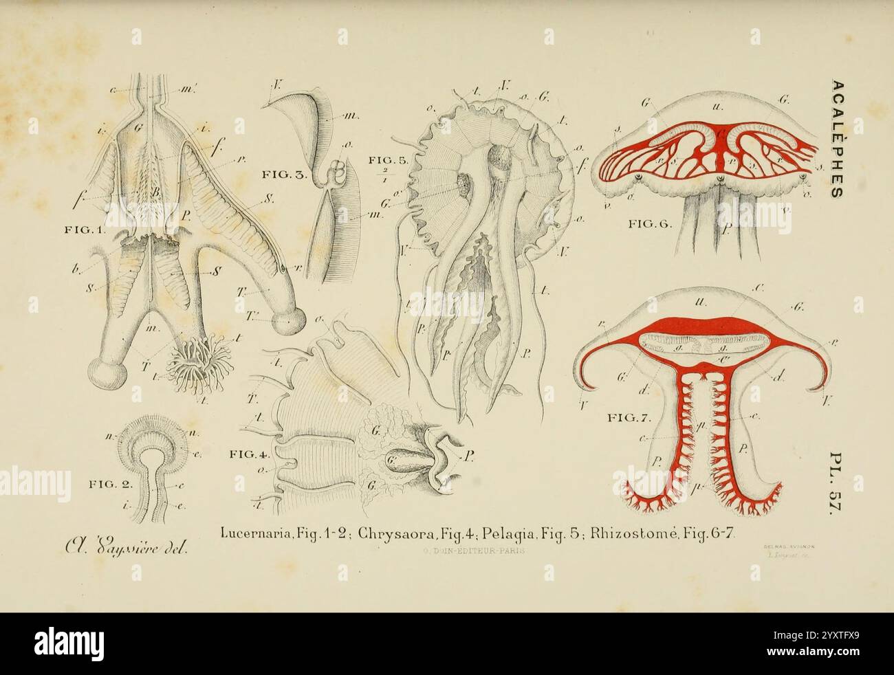 Atlas, d'anatomie, comparée, des, invertébrés, Paris, Doin, 1890 ...