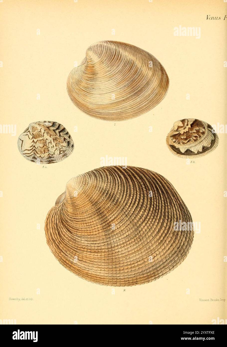 Adjacent specimens hi-res stock photography and images - Alamy
