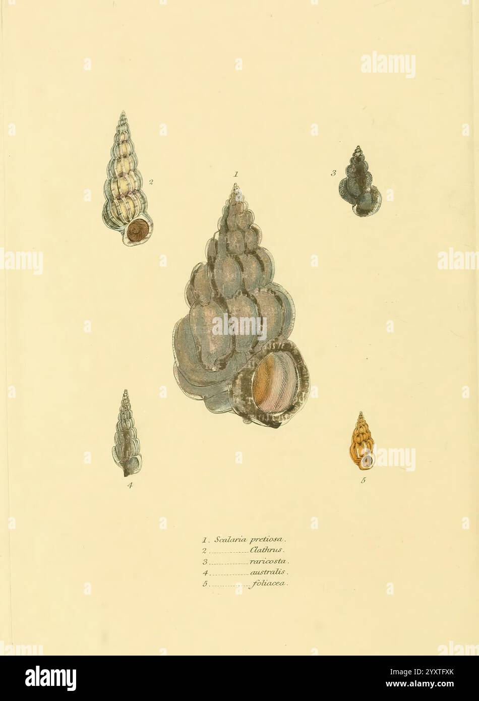 Characteristic spiral shell structure hi-res stock photography and ...