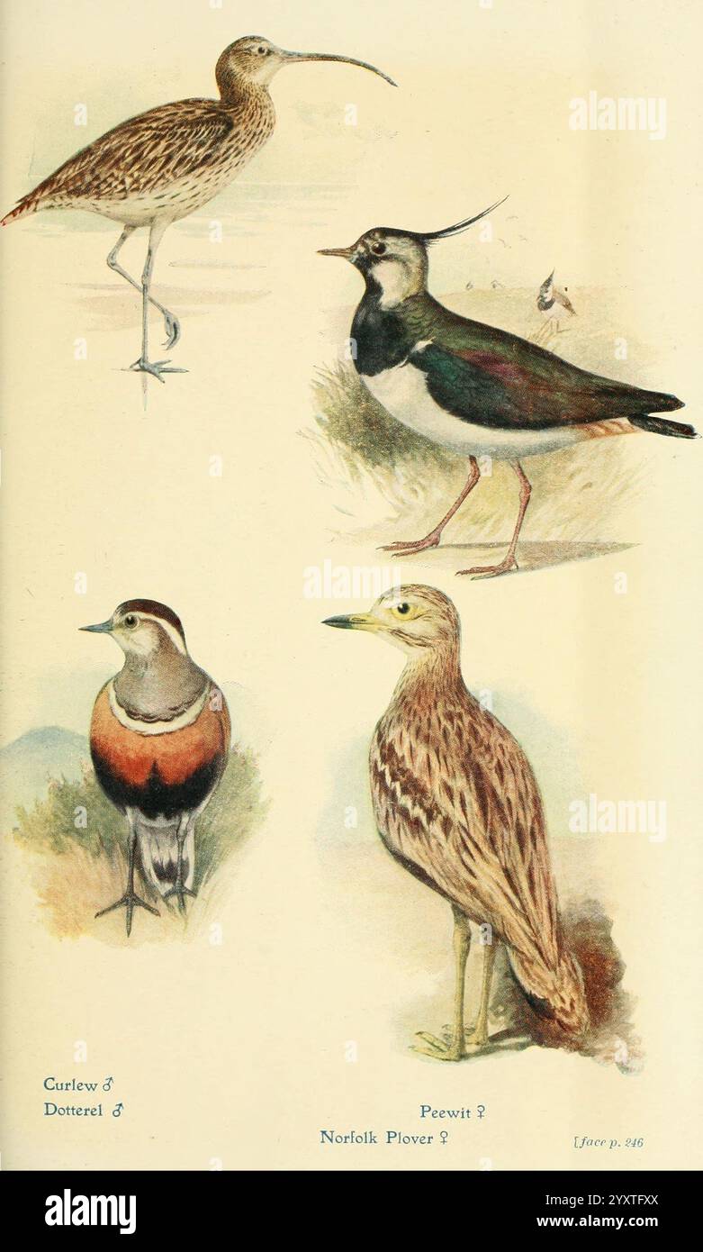 Lapwing displays hi-res stock photography and images - Alamy