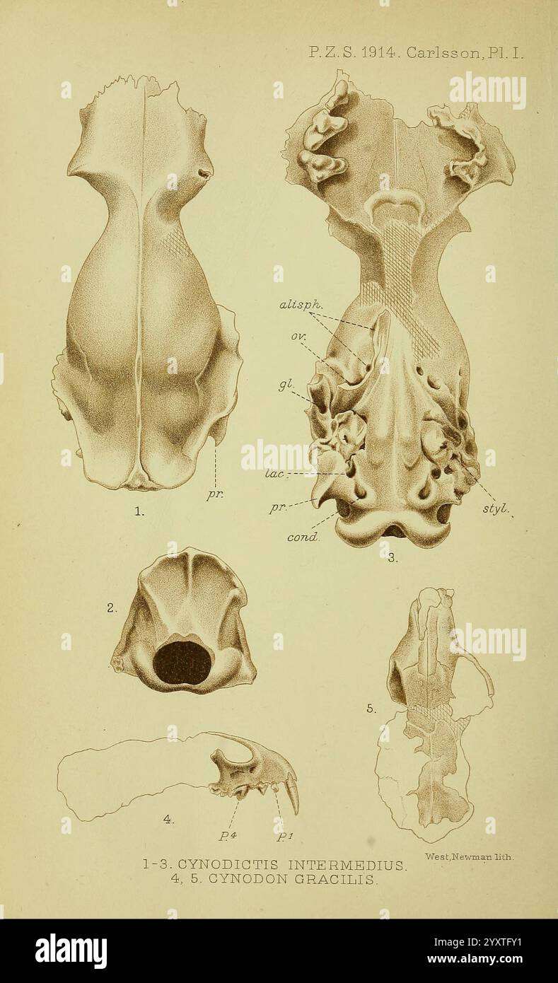 Understanding vertebrate anatomy hi-res stock photography and images ...