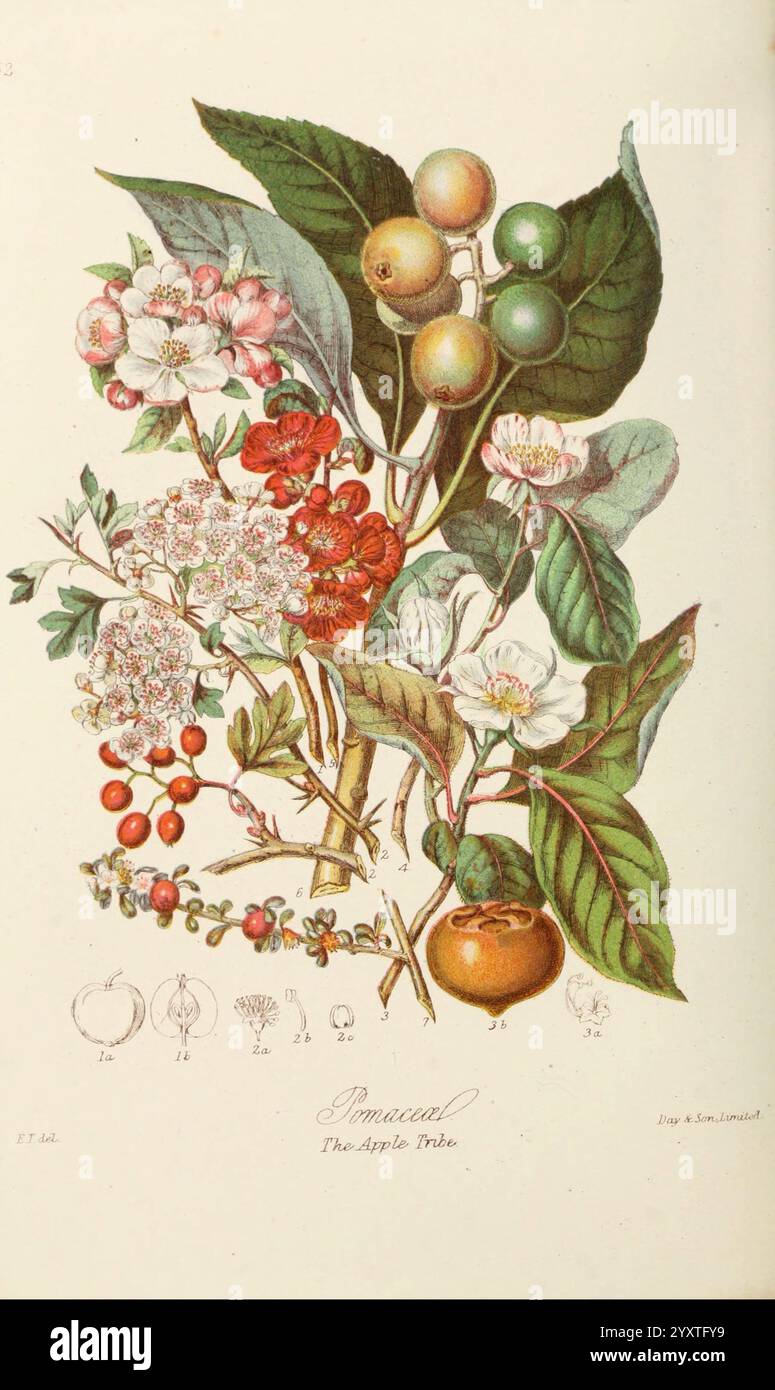 Illustrations of the natural orders of plants with groups and ...