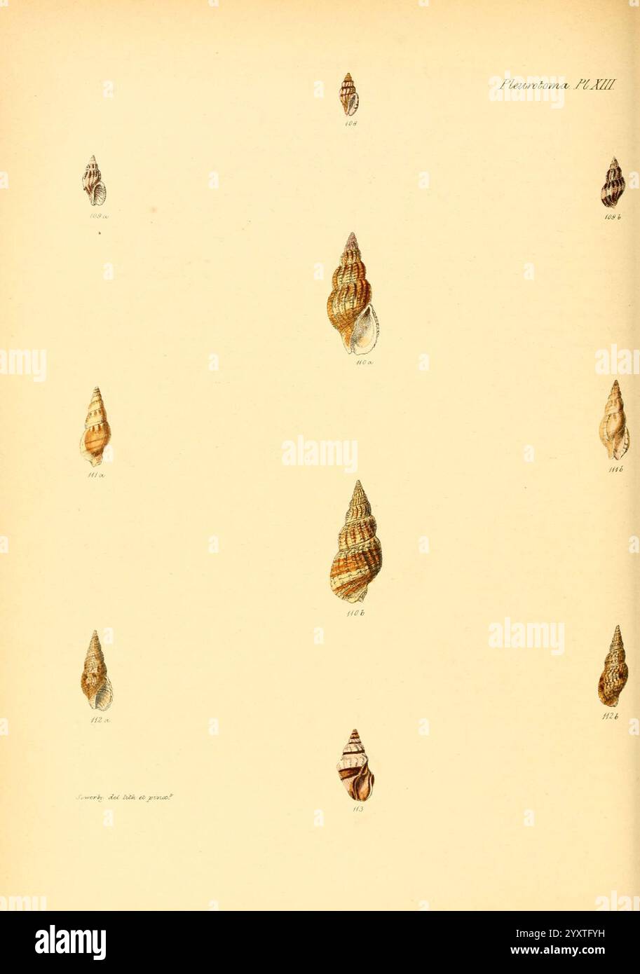 Various seashells elegantly displayed hi-res stock photography and ...