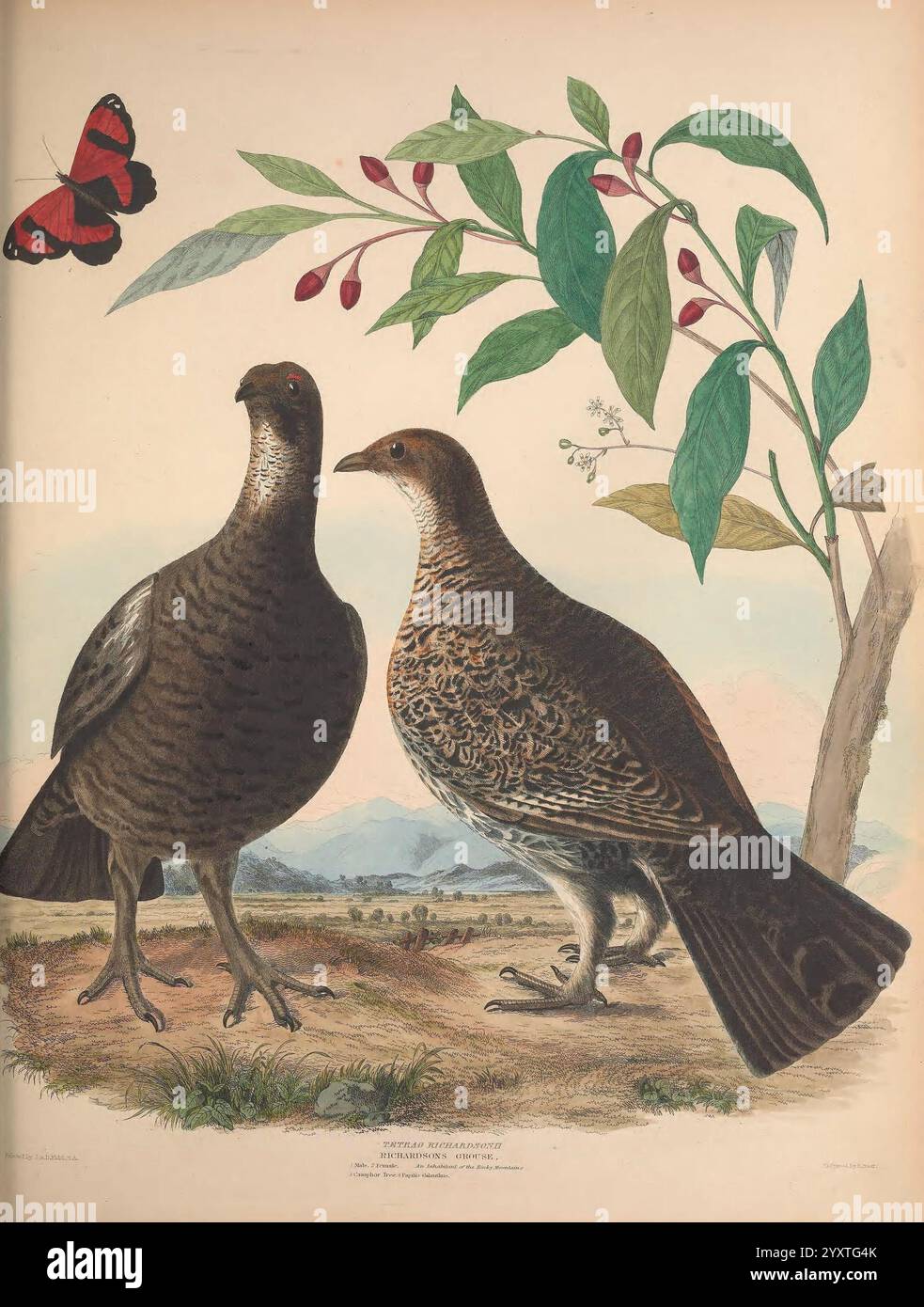 Illustrations of the American ornithology of Alexander Wilson and ...