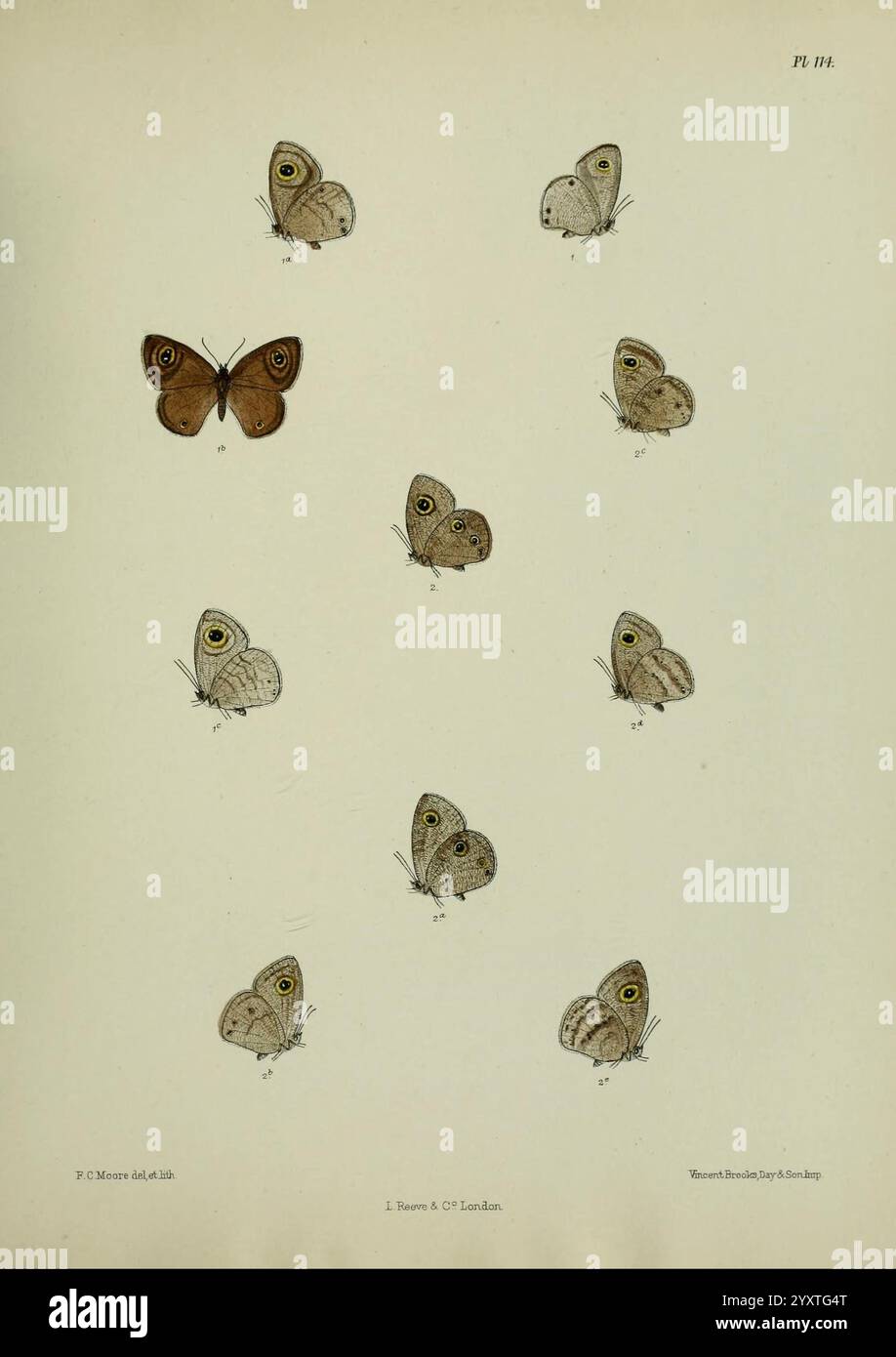 Lepidoptera indica London, 1890-1913 India Lepidoptera Frederic C Moore, A collection of finely ...