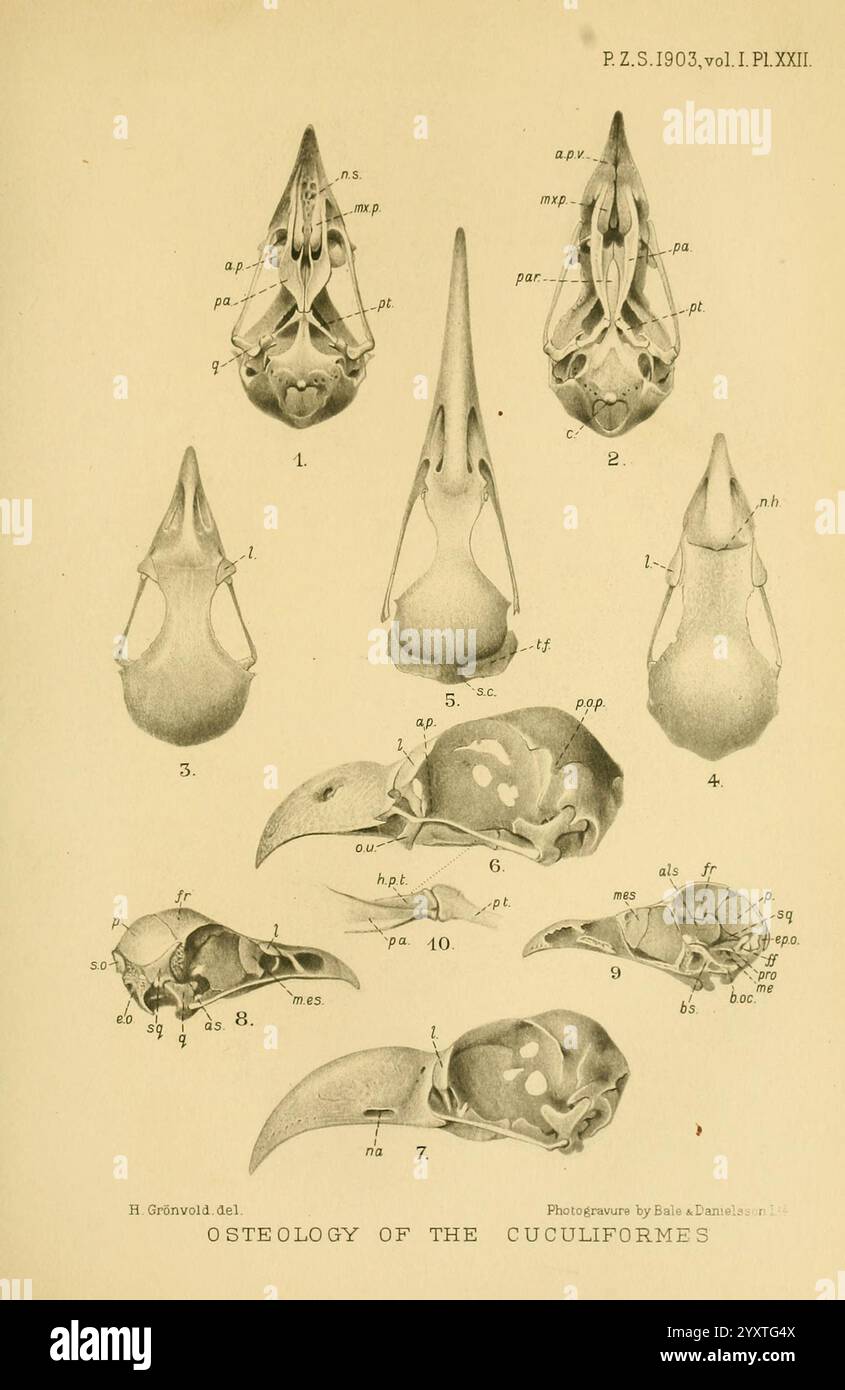 Various skull structures hi-res stock photography and images - Alamy