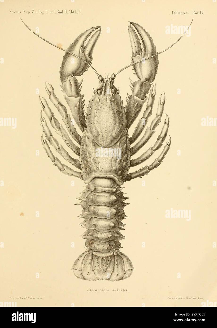 Scientific naming hi-res stock photography and images - Alamy