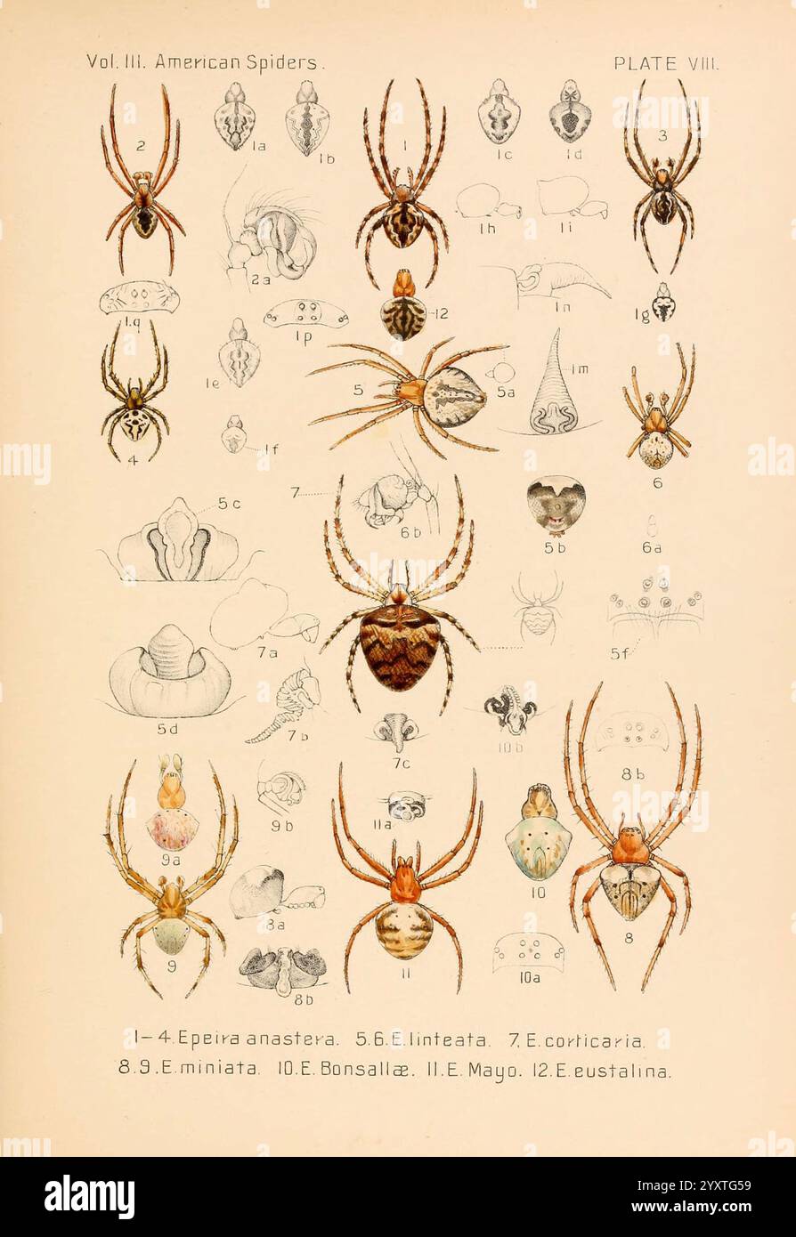 American, spiders, and, their, spinning, work, V, 3, Academy, of ...