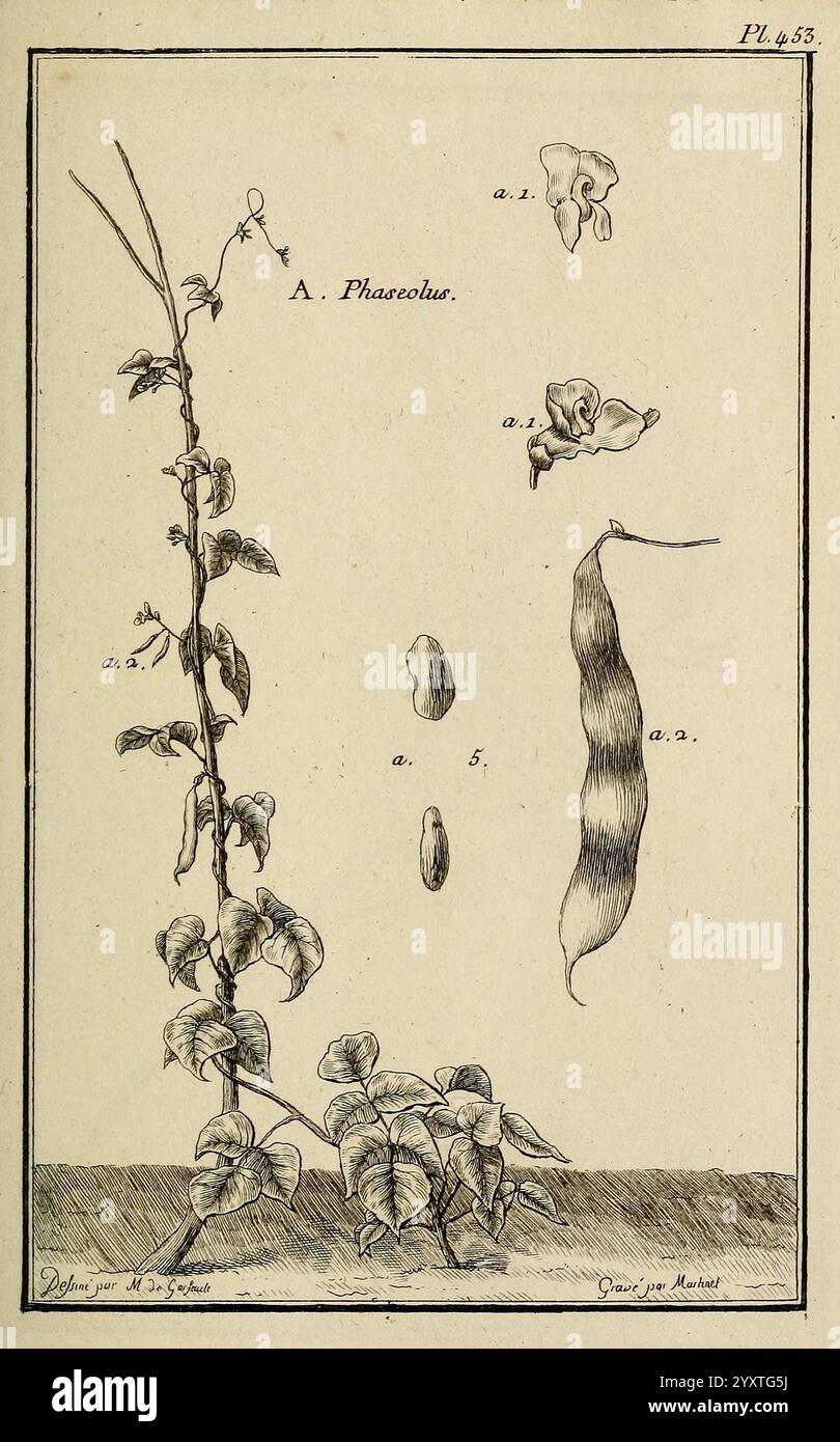 Les Figures Des Plantes Et Animaux D'Usage En Medecine Paris Desprez ...