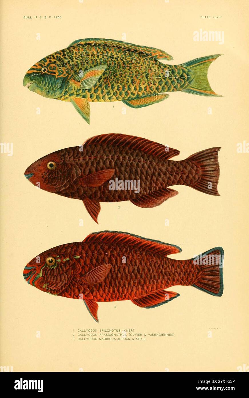 The fishes of Samoa Washington, Government Print Off, 1906, fishes ...