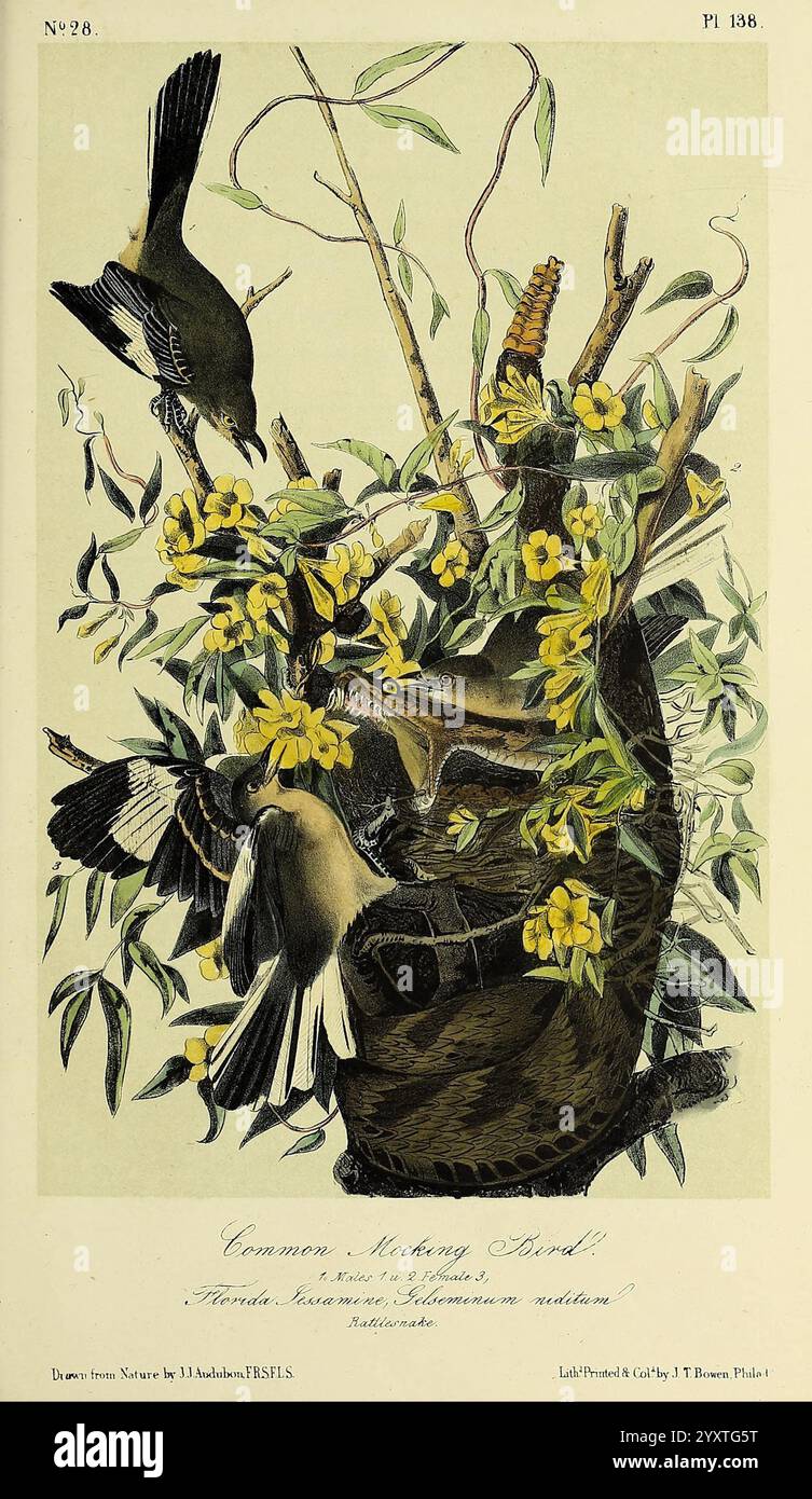 Mockingbirds habitat hi-res stock photography and images - Alamy