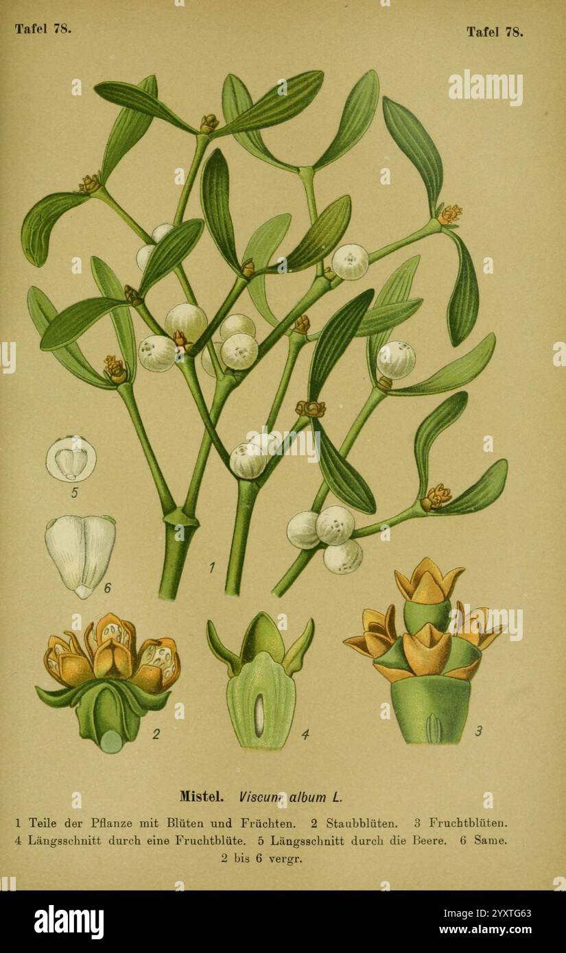 Die Giftpflanzen Deutschlands, Braunschweig, F. Vieweg, 1910, Germany ...