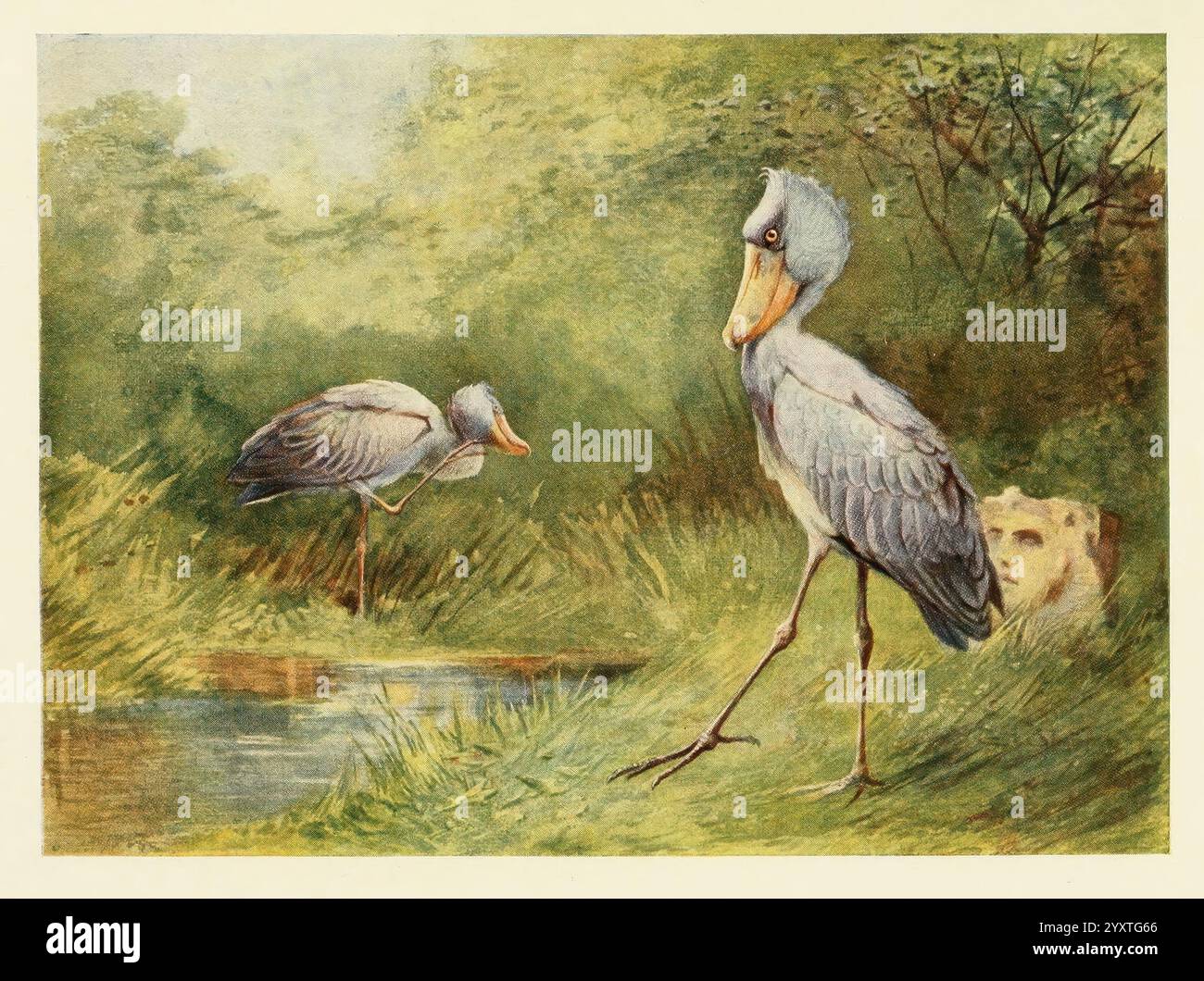 Tall stork stands near hi-res stock photography and images - Alamy