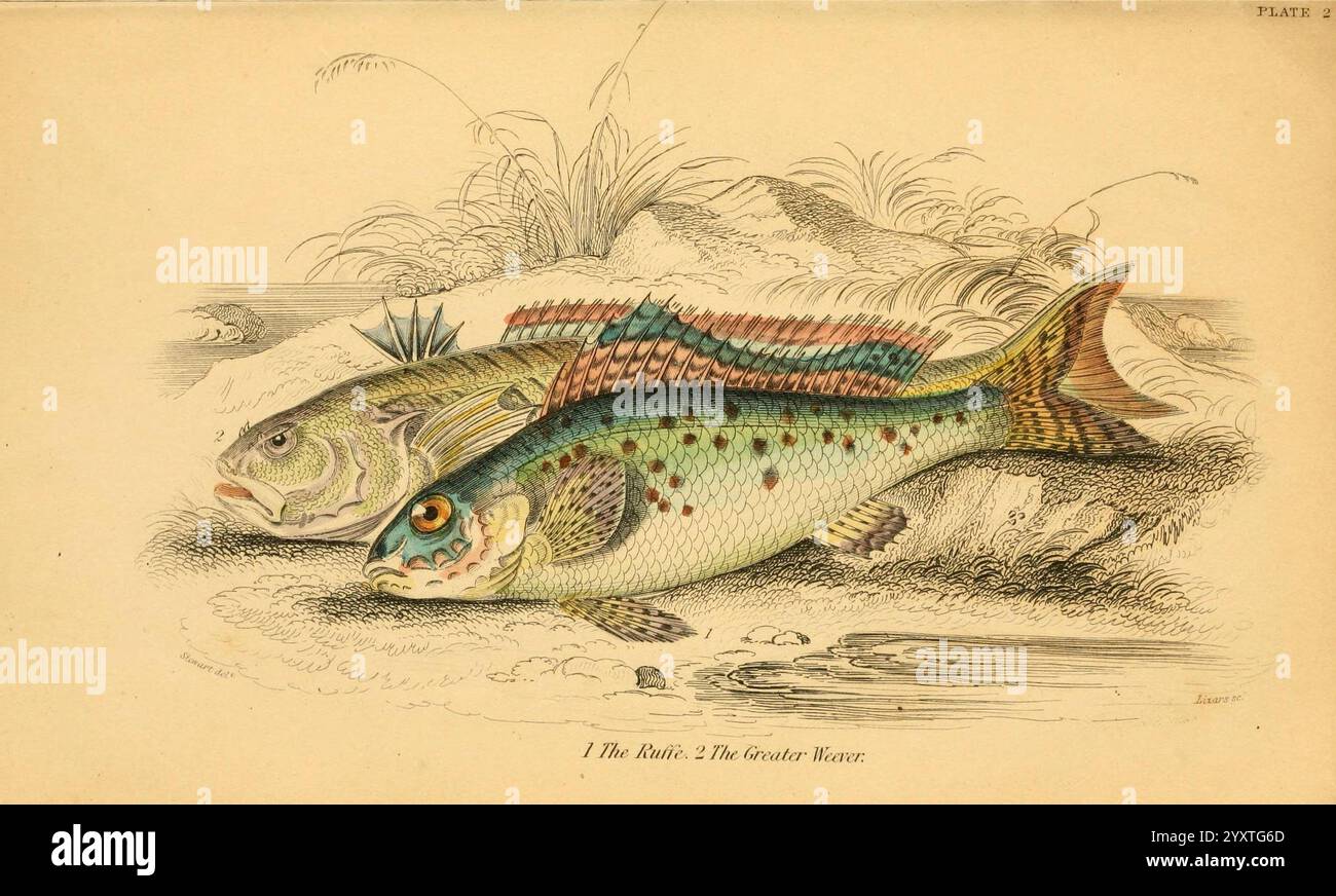 Streamlined fish exhibits hi-res stock photography and images - Alamy