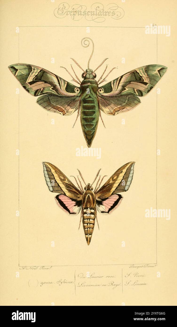 Upper moth features hi-res stock photography and images - Alamy