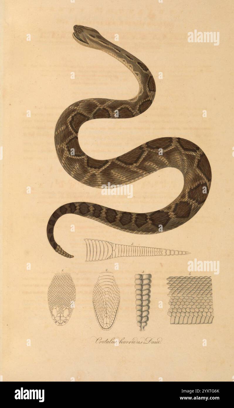 Elongated s shape hi-res stock photography and images - Alamy