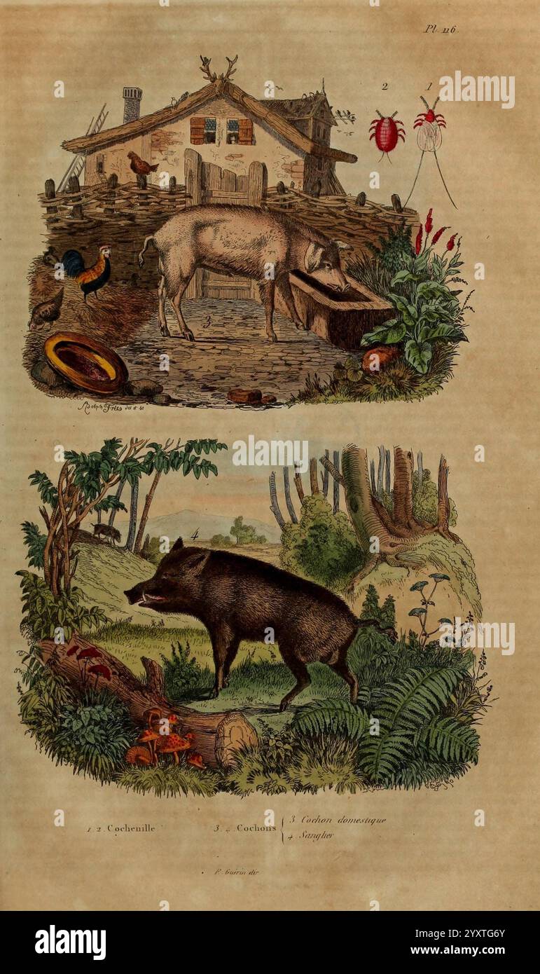 Scene depicts two distinct illustrations hi-res stock photography and ...