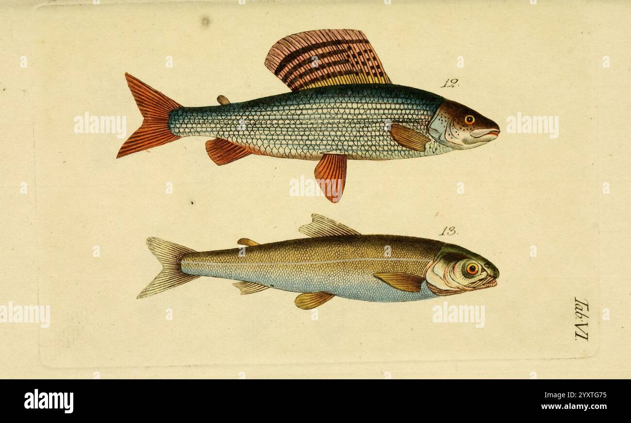Artwork features two distinct fish species hi-res stock photography and ...