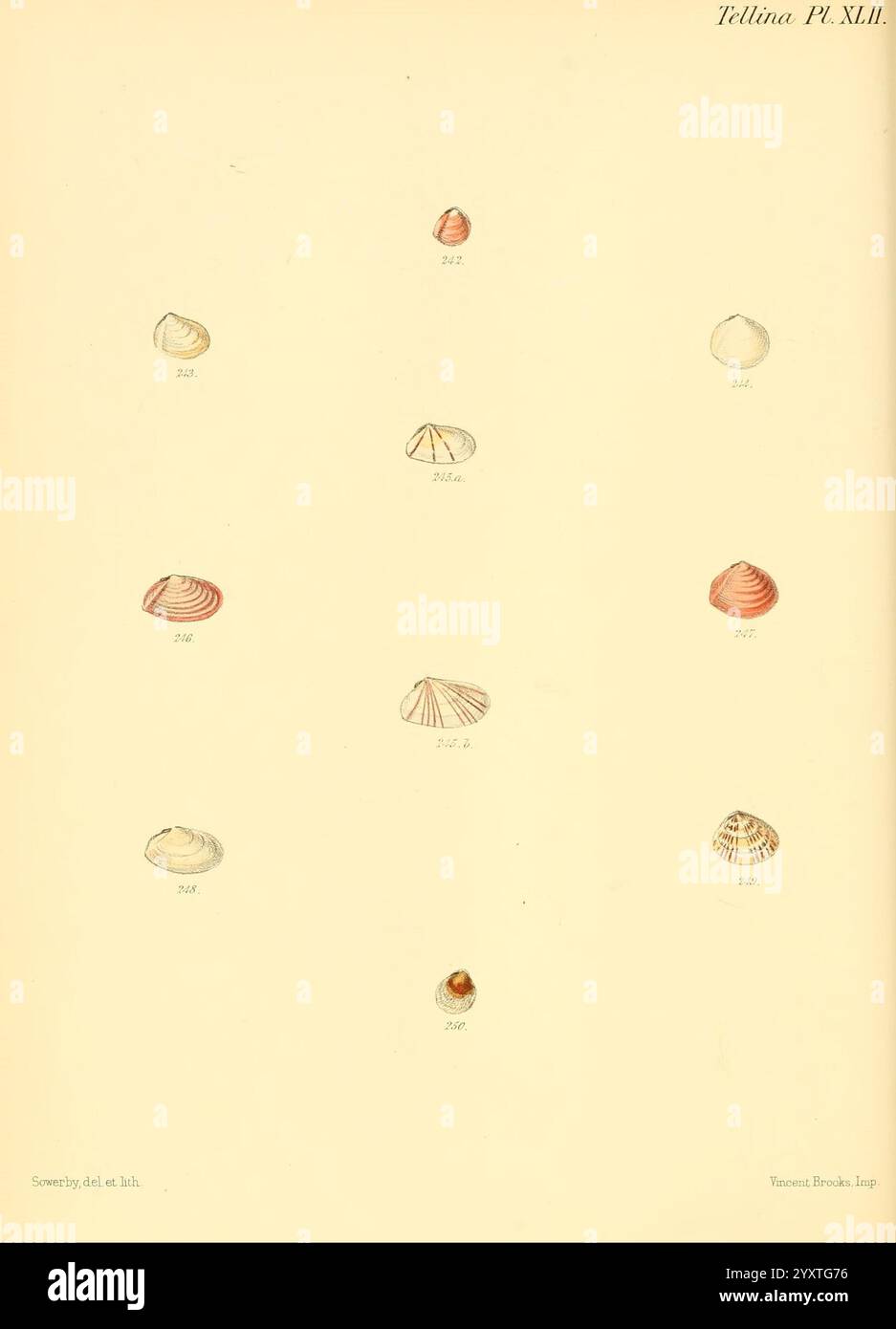 Conchologia iconica, or Illustrations of the shells of molluscous ...