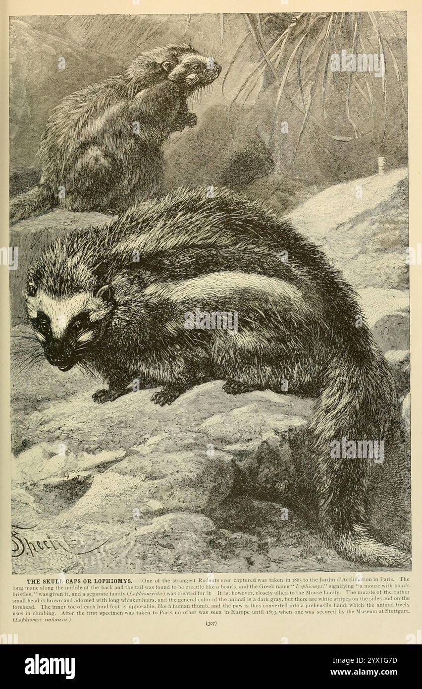 Two illustrated creatures hi-res stock photography and images - Alamy