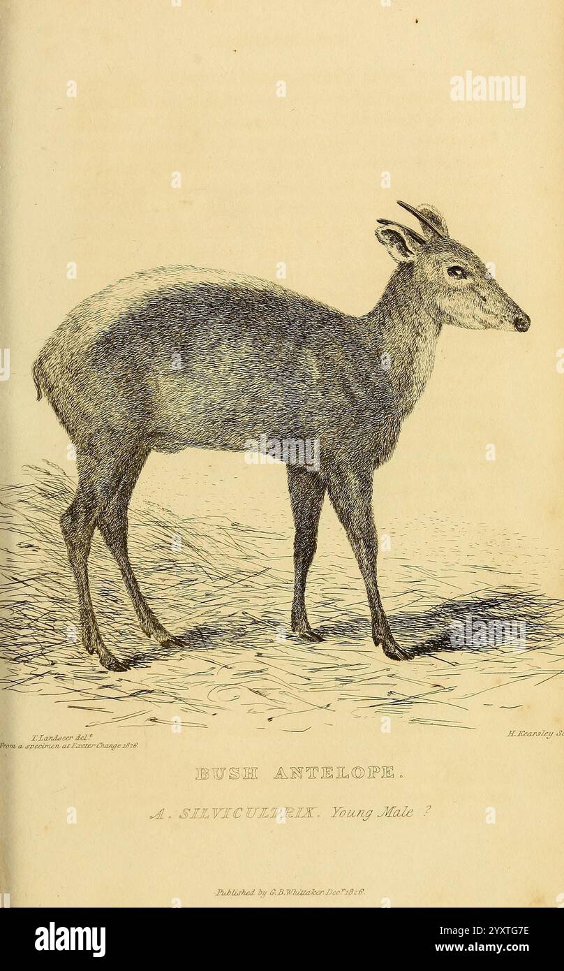 Antelope silvicultrix hi-res stock photography and images - Alamy