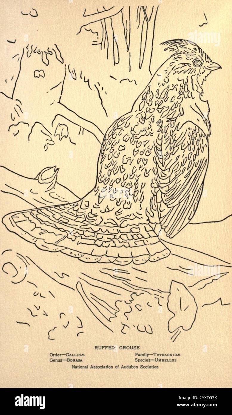 Beautifully rendered line drawing hi-res stock photography and images ...