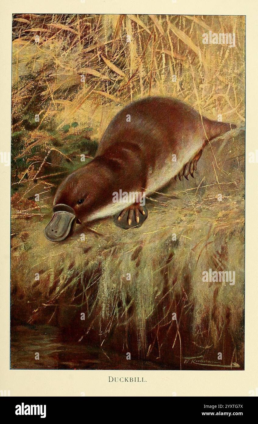 Life semi wild lifestyle hi-res stock photography and images - Alamy