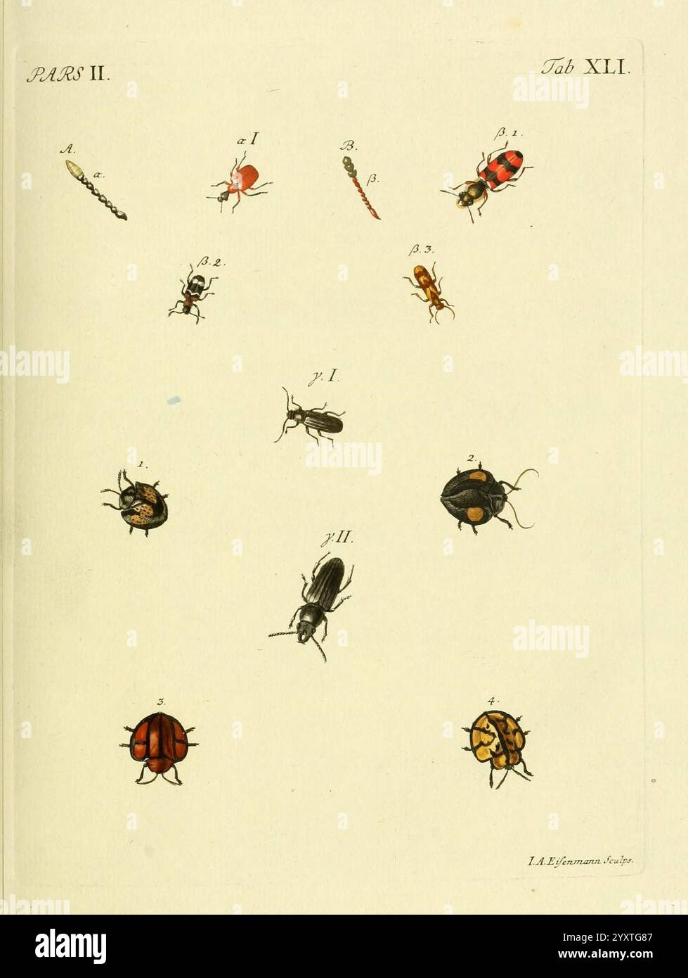 1806 beetles hi-res stock photography and images - Alamy