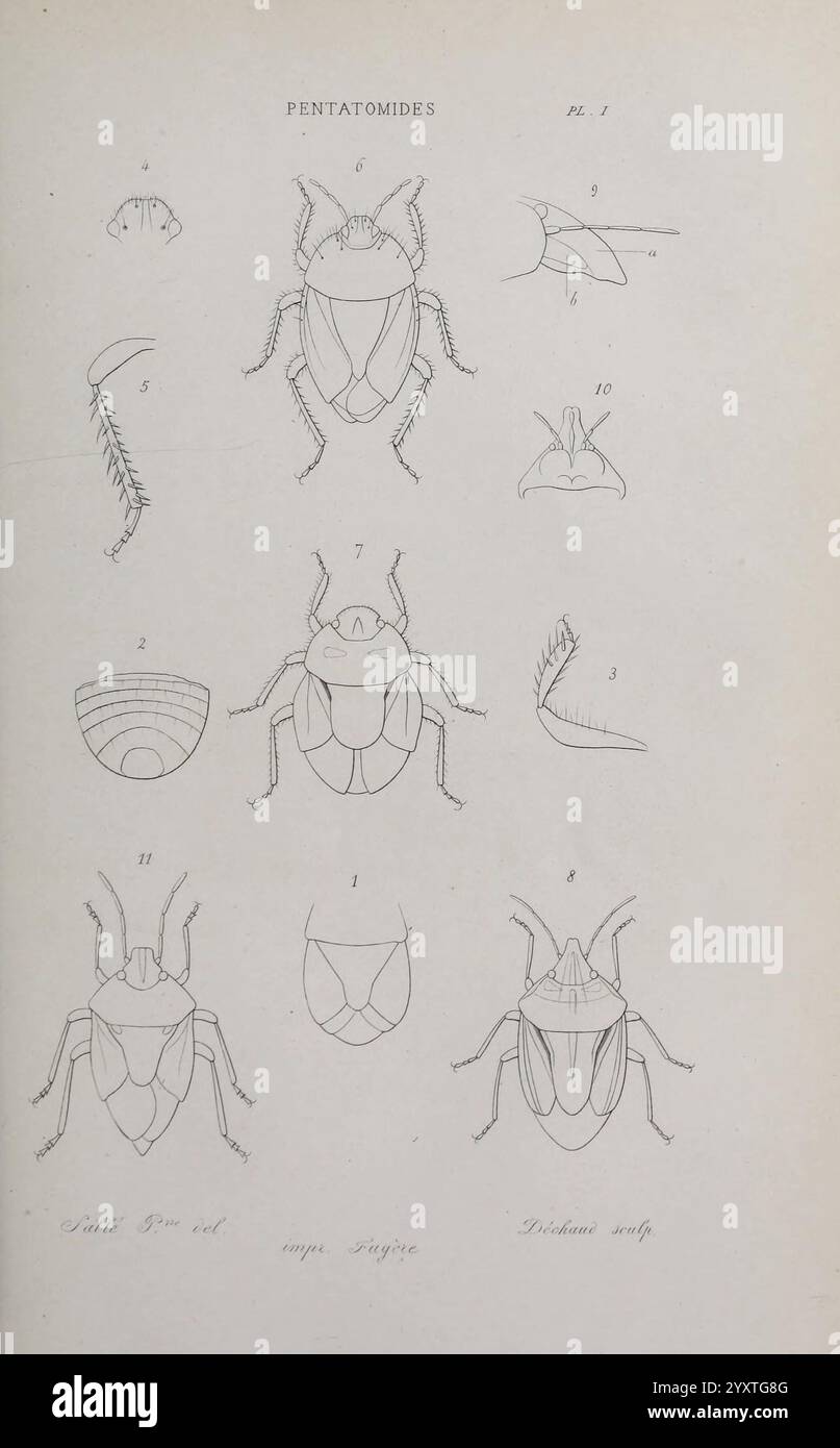 Featuring detailed anatomical drawings hi-res stock photography and ...