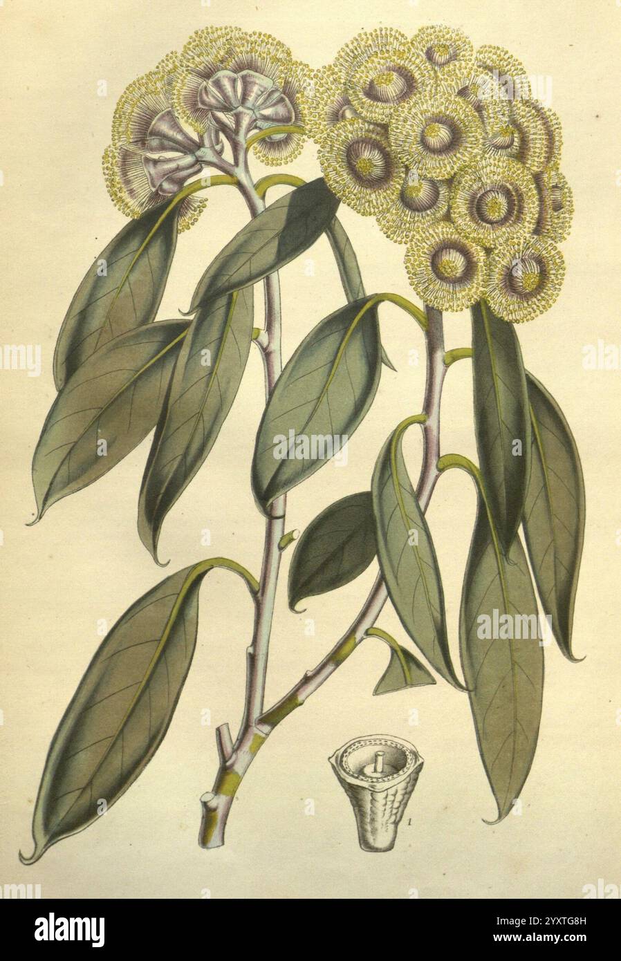 Multiple stem pom poms hi-res stock photography and images - Alamy