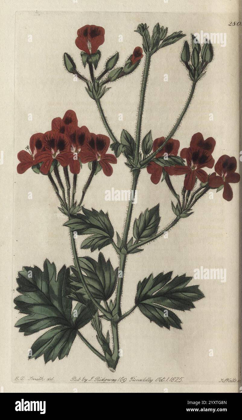 Geraniaceae, London, Printed for James Ridgway, Piccadilly, 1820-1830 ...