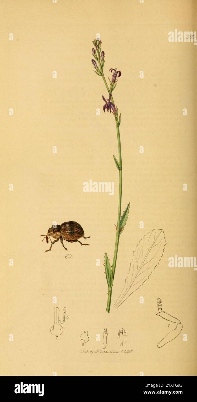 British entomology, v.2, London, Printed for the author 1823-40, botany ...