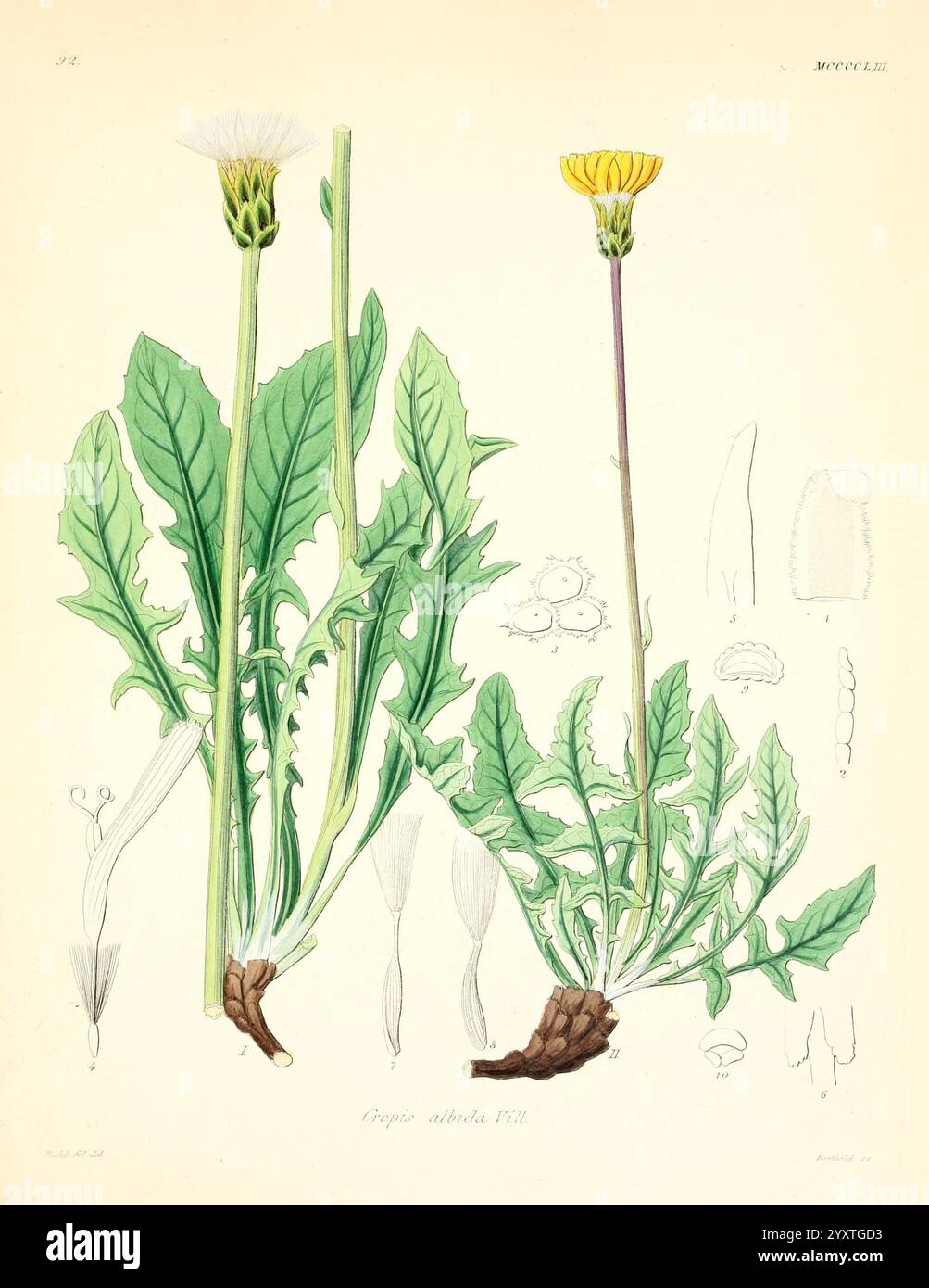 Dandelions anatomical details hi-res stock photography and images - Alamy