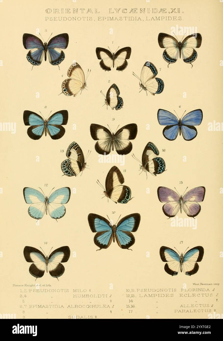 Illustrated chart features various species hi-res stock photography and ...