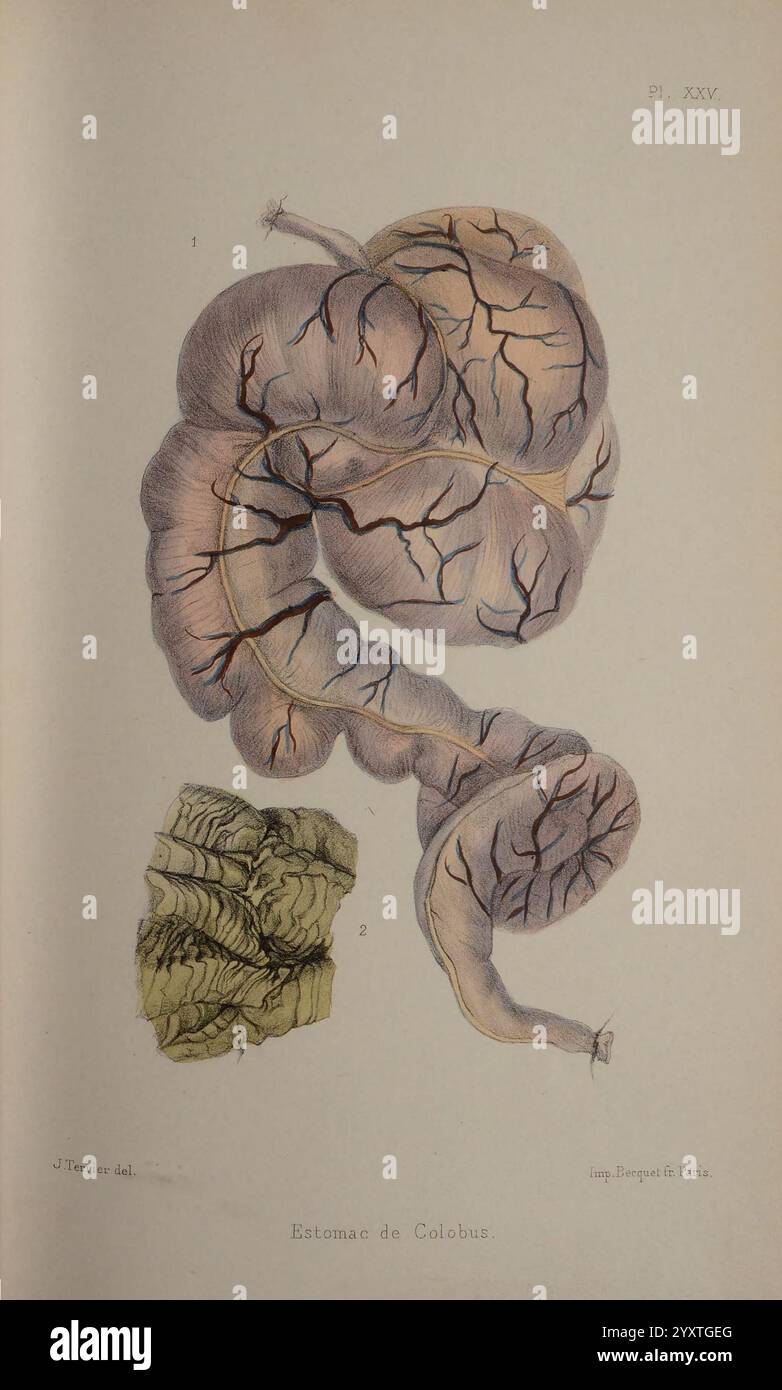 Anatomical structure resembling hi-res stock photography and images - Alamy